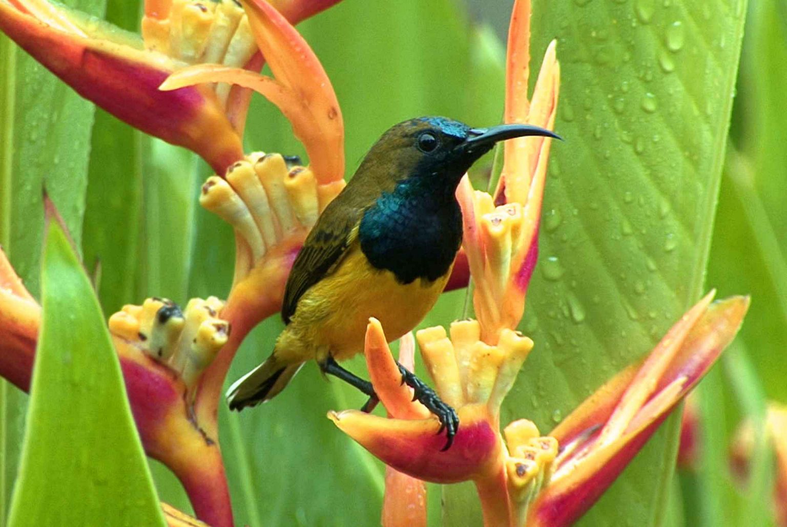 Saba Villas - Plan your trip to Paradise